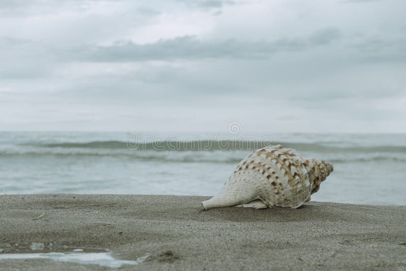 Sea Conch on the Shore of the Beach Stock Image - Image of clear ...