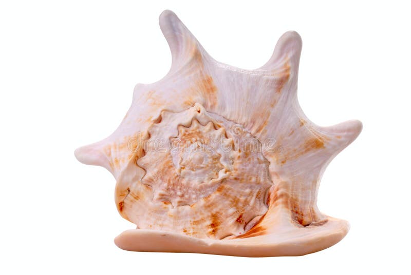Sea conch on white stock image. Image of rough, decoration - 5005677