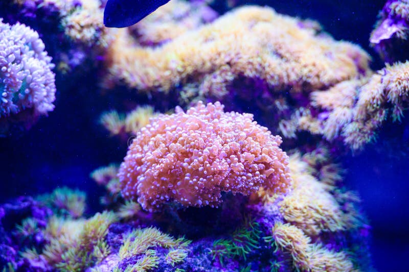 Sea corals stock image. Image of nature, depth, marine - 163419869