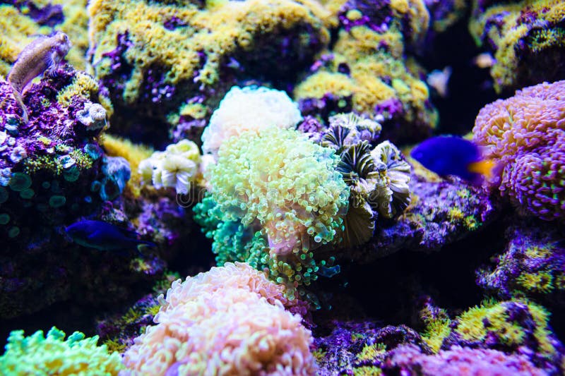 Sea corals stock photo. Image of travel, exotic, coral - 164889336