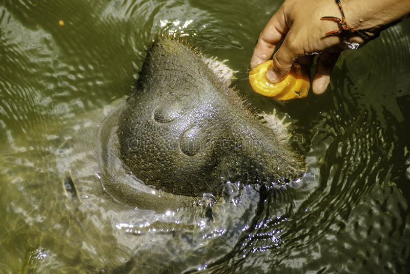 Sea cow stock image. Image of life, manati, vegetarian - 94093485