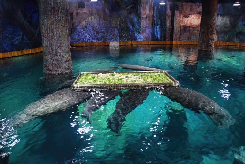 1,664 Floating Cow Stock Photos - Free & Royalty-Free Stock Photos from ...