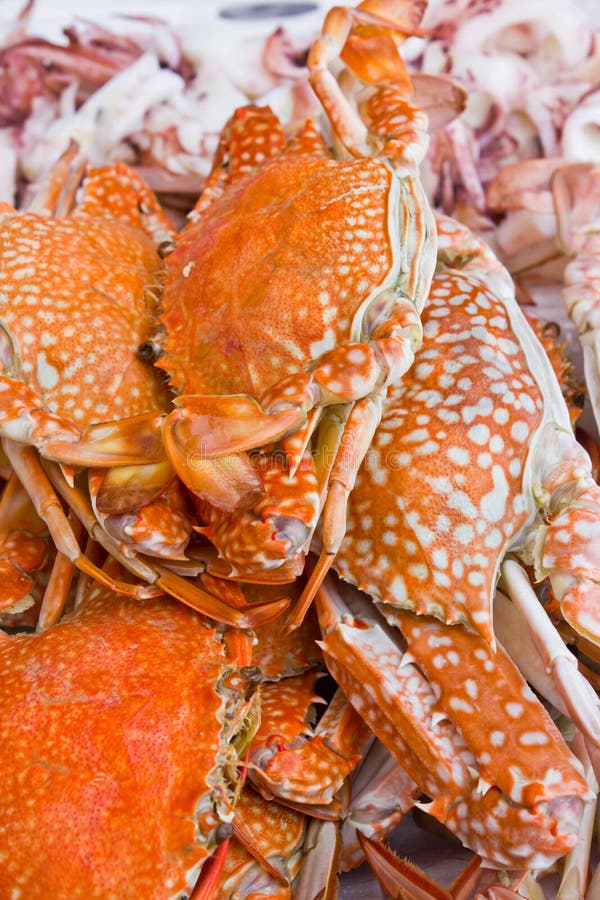 Sea crab stock photo. Image of nature, crustacean, food - 24698540