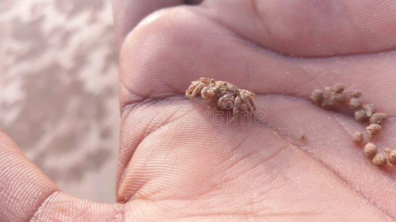 Small life stock photo. Image of small, baby, life, crab - 114295888