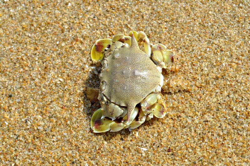 Sea crab with beach sand stock photo. Image of beach - 64181070