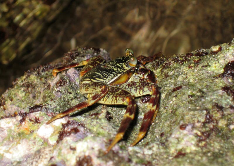 Crab at the Bottom of the Sea Stock Photo - Image of blue, rays: 119885596