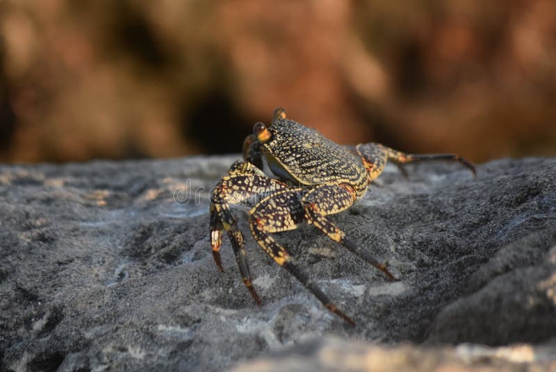 Great Patterned Design on the Shell of a Sea Crab Stock Image - Image ...