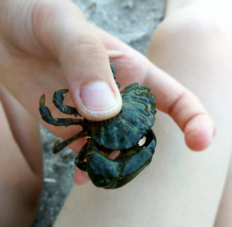 Sea crab in hand stock photo. Image of crab, claw, fish - 102720572
