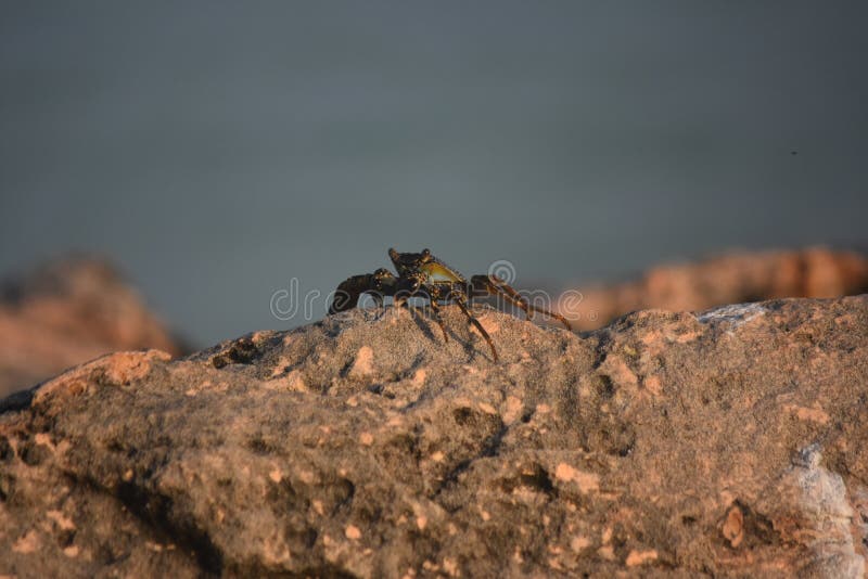 Profile of a Crab on the Edge of a Rock Stock Photo - Image of boulder ...