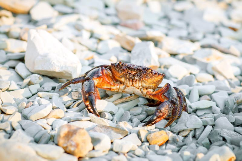Sea Crab on the Rocky Shore of the Sea. Stock Image - Image of crawling ...