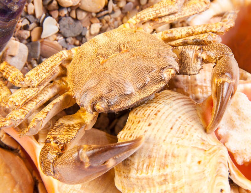 Sea crab on shell stock photo. Image of animal, shell - 15149026