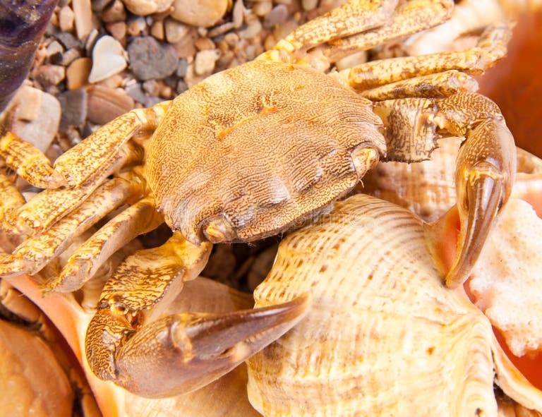 Sea crab on shell stock image. Image of chambers, seafood - 15149083