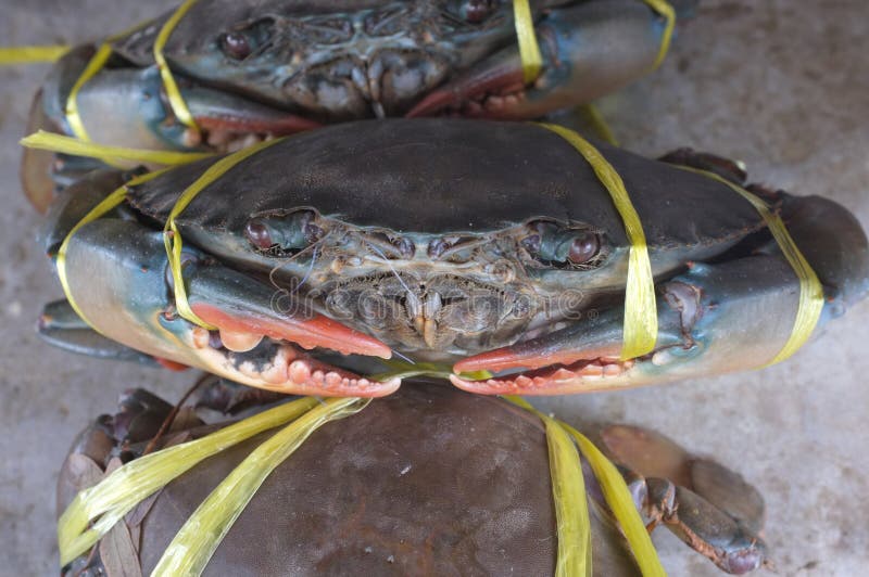 Sea crab tied with rope stock image. Image of crab, look - 57569351