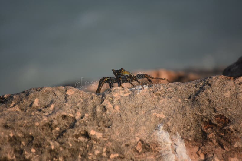 Sea Crab on the Top of a Large Stone Boulder Stock Image - Image of ...