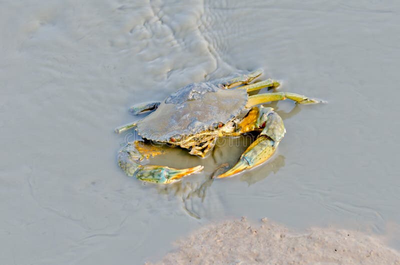 Sea Crab stock photo. Image of scupper, food, mangrove - 31536712