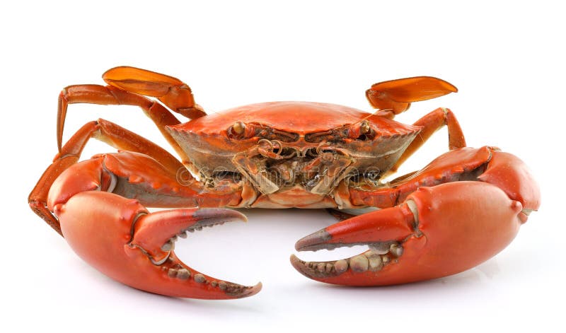 Crab on white background stock image. Image of aquatic - 34913163