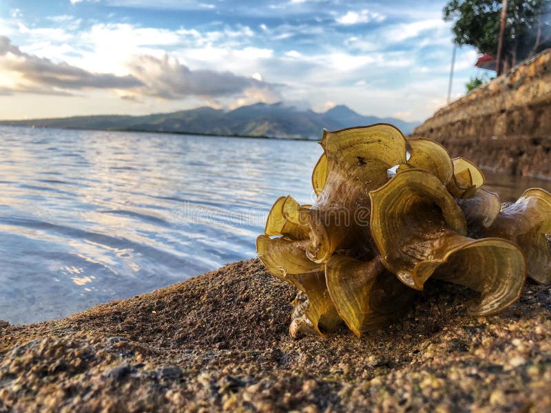 Sea Creature with Beautiful View in the Beach Stock Photo - Image of ...