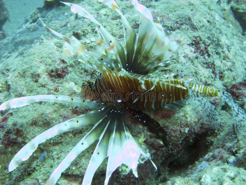 Sea Creature and Coral Reef Stock Photo - Image of habitat, ocean: 7921336