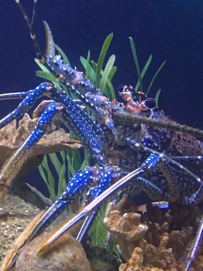 Sea creature stock image. Image of creature, destin, florida - 98829591