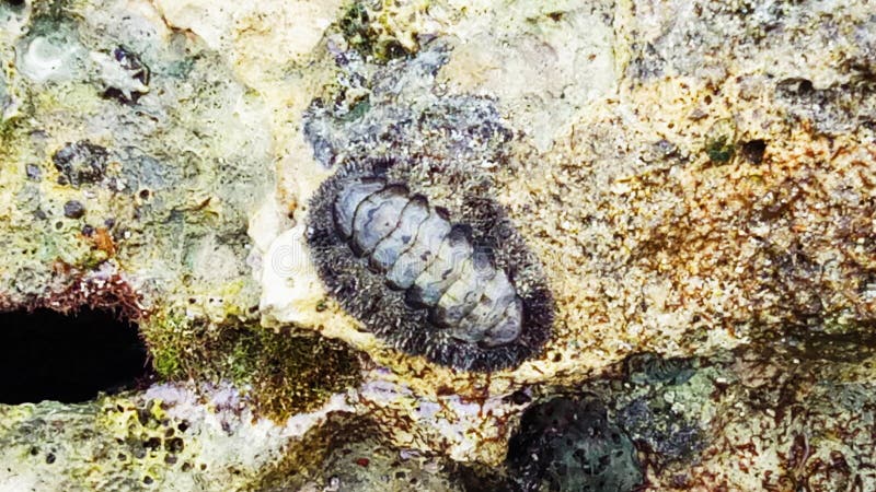 Sea creature in the rocks stock image. Image of mactan - 126011643