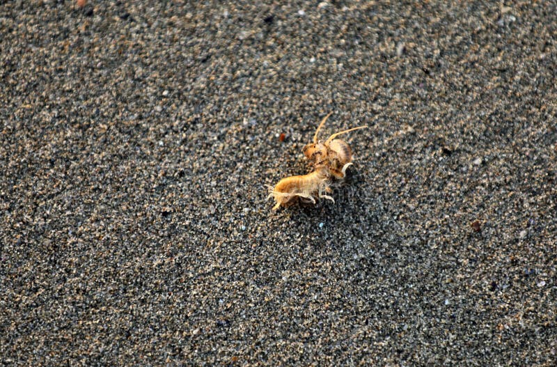 Sealife stock image. Image of creature, nature, shore - 255542159