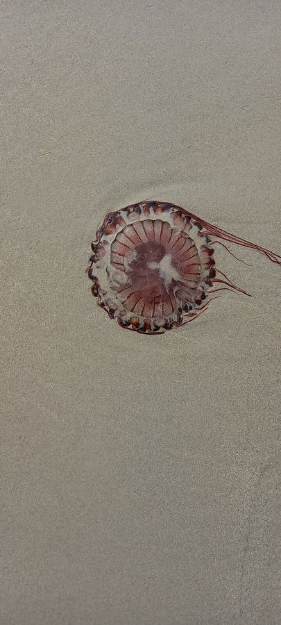 Sea Creature Sand Water Beach Stock Image - Image of creature, beach ...