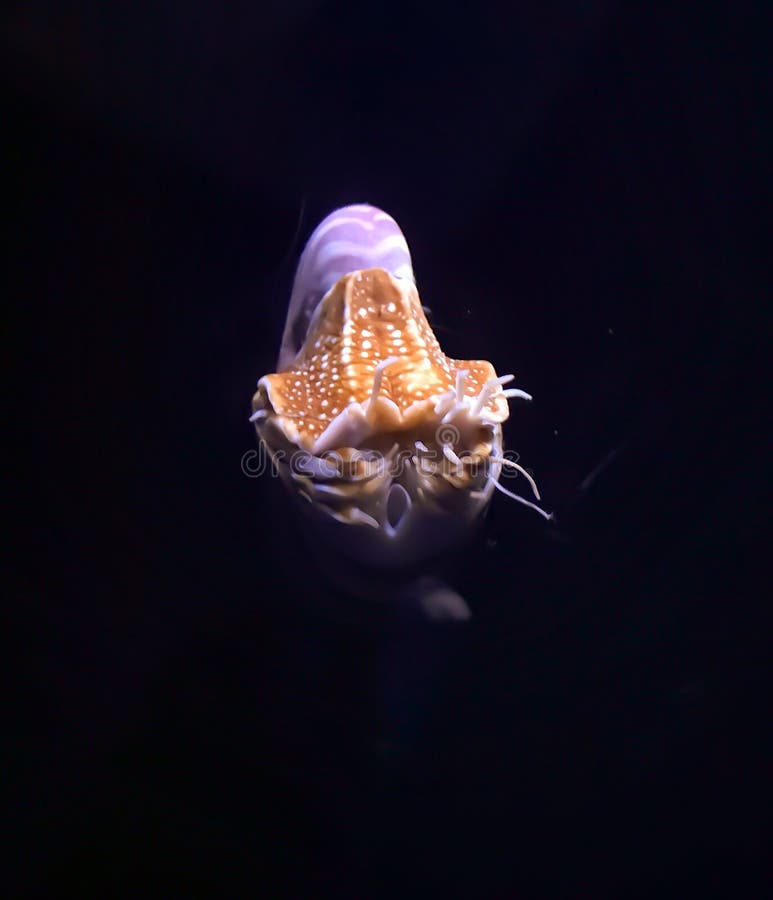 Sea creature stock photo. Image of strange, shell, swiming - 84432140