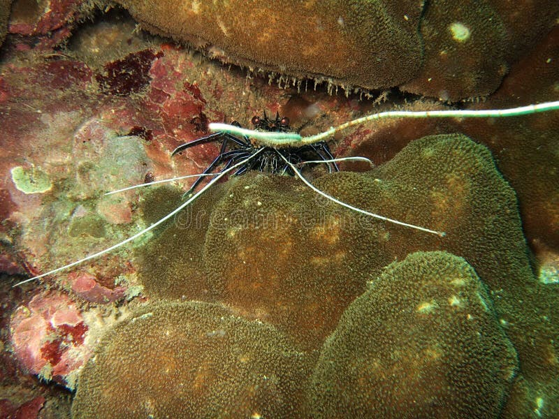 Sea creature underwater stock image. Image of marine, life - 4639591