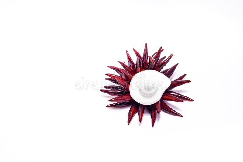Sea Creatures Objects on a White Background Stock Image - Image of ...
