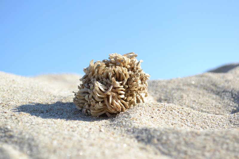 Sea critter stock image. Image of sand, critter, relaxation - 85500835