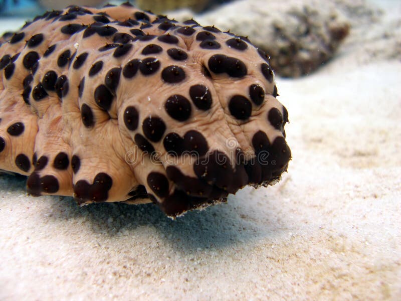 Sea Cucumber stock photo. Image of islands, bright, colour - 11263604