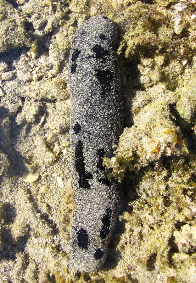 Sea Cucumber stock image. Image of reef, asia, sandy - 19196613