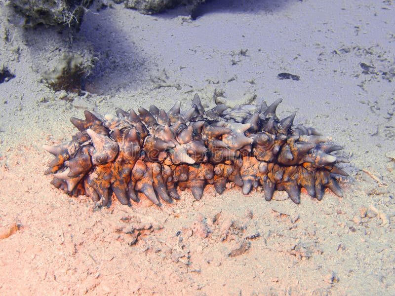 Sea cucumber stock image. Image of world, coral, ocean - 27367267