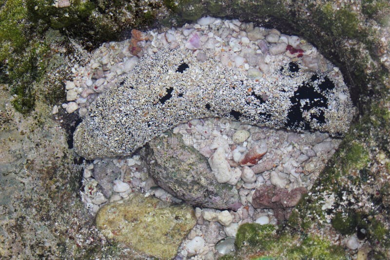 Sea Cucumber stock photo. Image of shells, background - 58122228