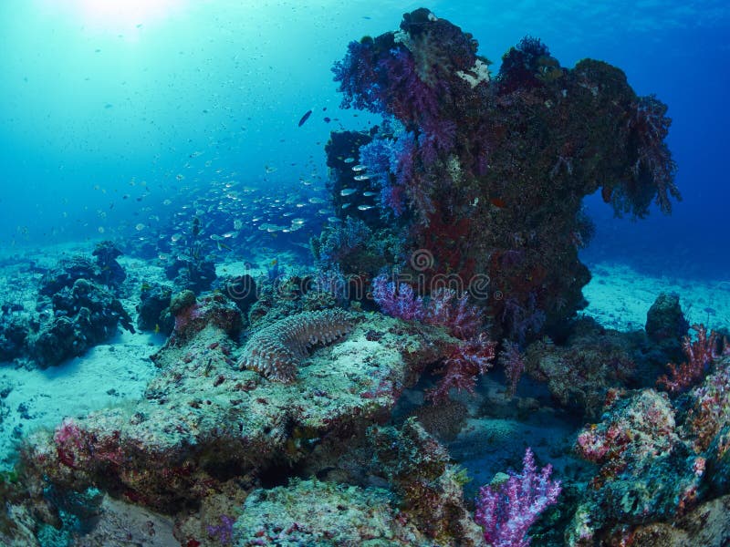 Sea cucumber stock image. Image of ecosystem, diving - 66812881
