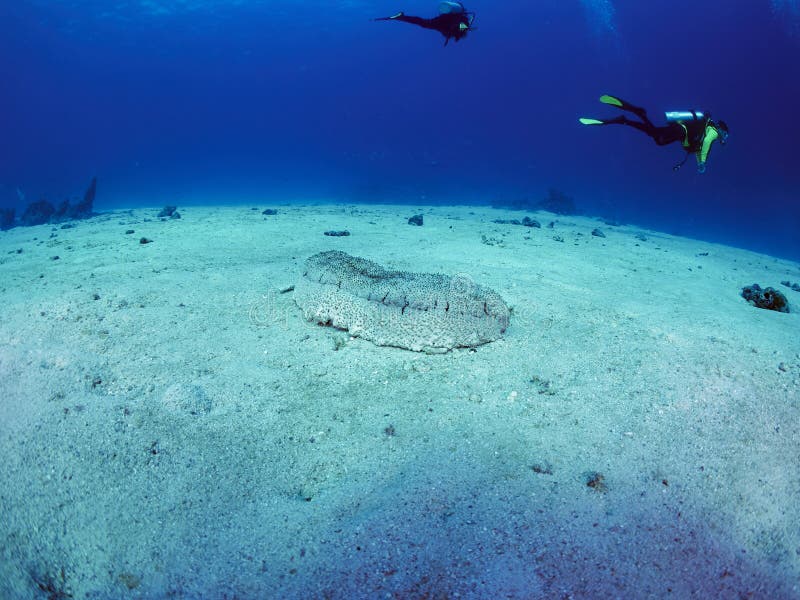 Sea cucumber stock photo. Image of reef, natural, diving - 66694102