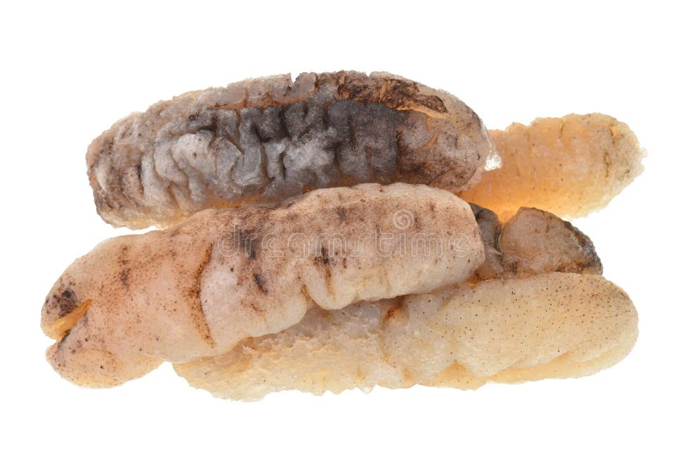 Sea Cucumber stock image. Image of preserved, slippery - 34110637
