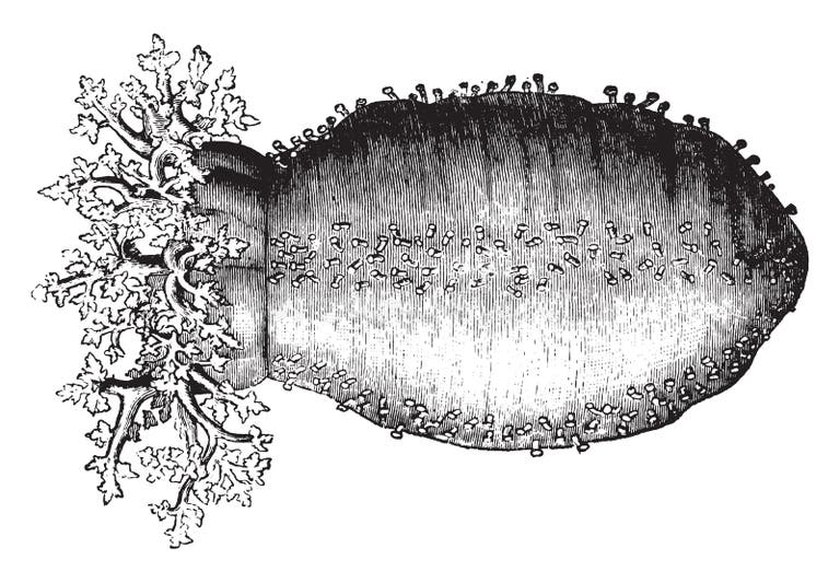 Sea Cucumber, Vintage Illustration Stock Vector - Illustration of ...