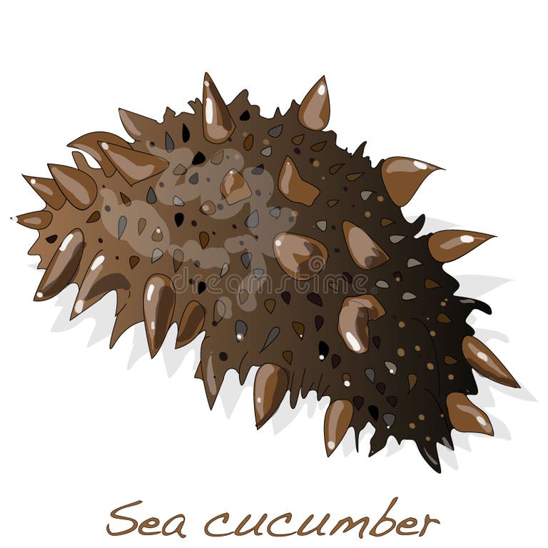 Sea Cucumber Stock Illustrations – 3,308 Sea Cucumber Stock ...