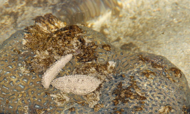 Sea Cucumbers (echinoderms) for Sale at Fish Market, South Korea Stock ...