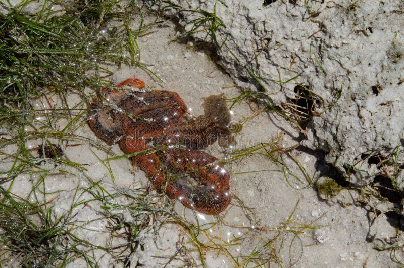 Sea Cucumber, Tanzania, Zanzibar - February 2019 Stock Image - Image of ...