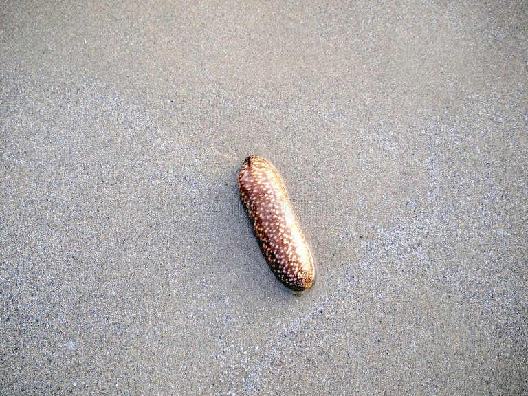 Sea cucumbers stock photo. Image of marine, delicious - 56034988