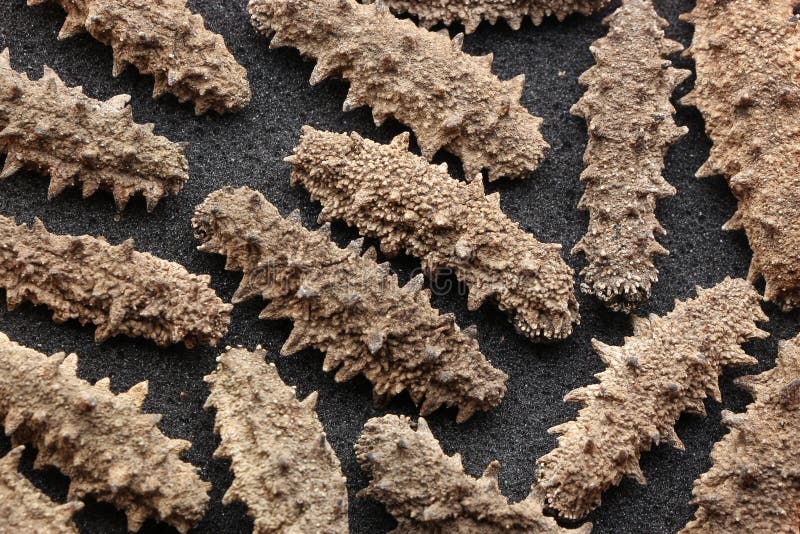 Trepang stock image. Image of market, restaurant, palatable - 4379293