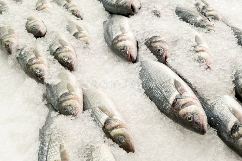 Raw dace fish stock image. Image of creature, agriculture - 33309929