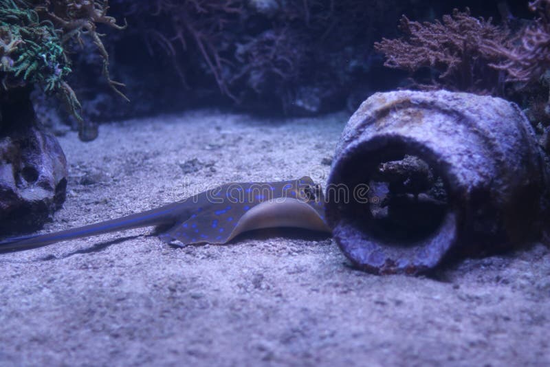 Sea devil stock photo. Image of ocean, devil, fish, water - 161536490