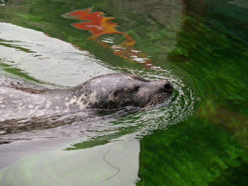 Sea-dog stock image. Image of water, animal, swimming - 12500263