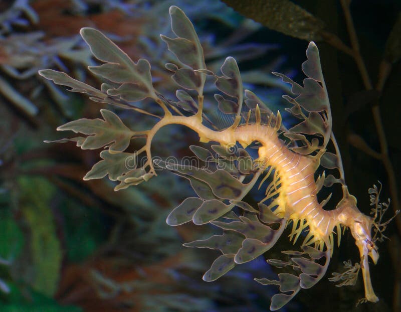 Leafy Sea Dragon stock image. Image of aquarium, dragon - 2132161