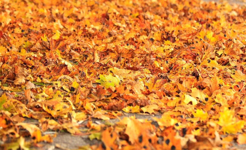 Sea of dry fall leaves stock image. Image of tree, park - 11417619
