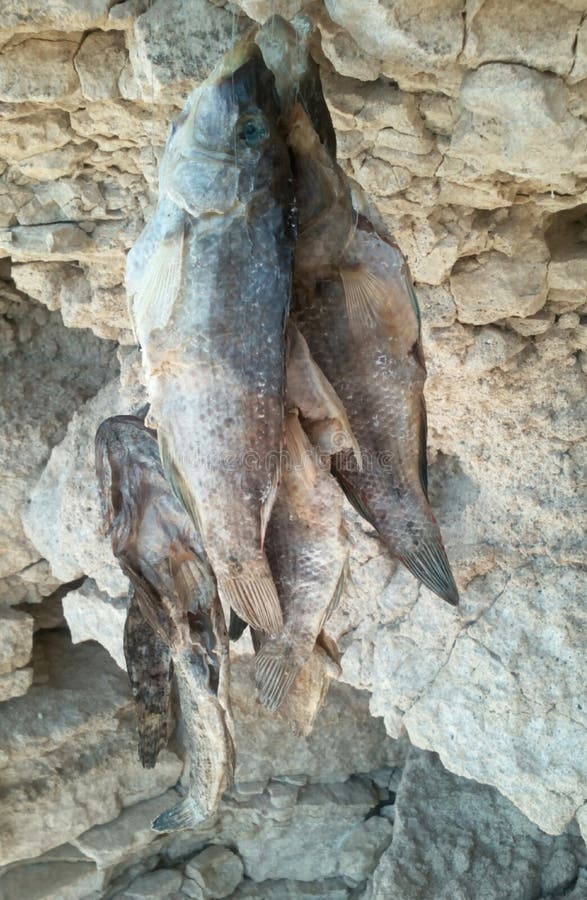 Sea Dry Fish and Stone Texture Stock Photo - Image of background, rock ...