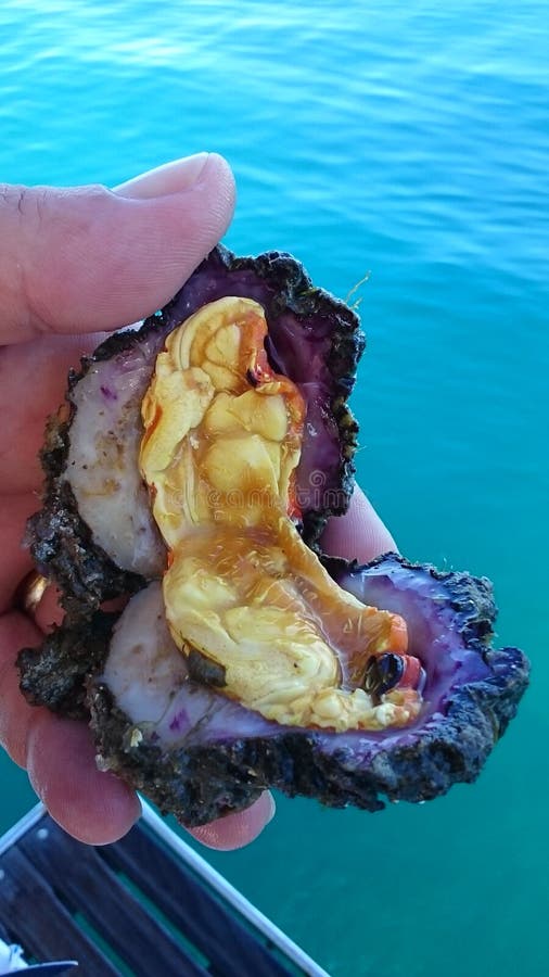 Sea Eag Stock Photos - Free & Royalty-Free Stock Photos from Dreamstime